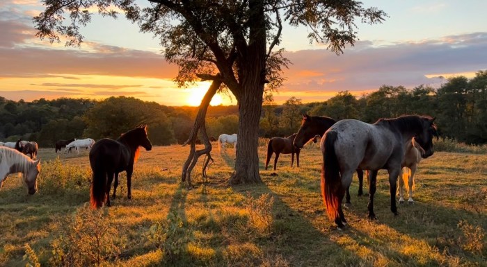 Stepping Stone Ranch | Horseback Riding near Lexington, KY